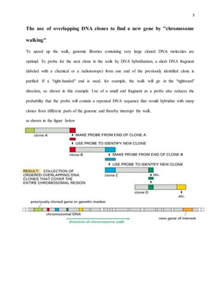 Chromosome walking | DOCX | Genetics | Science