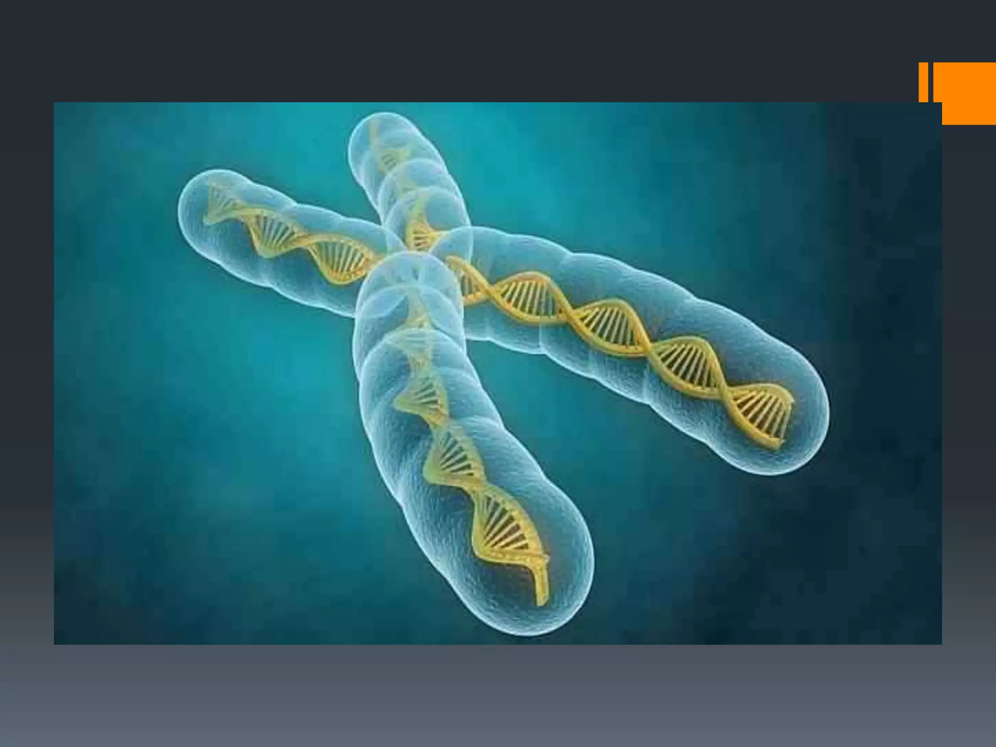 Chromosome walking | PPTX
