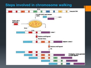 Chromosome walking | PPTX