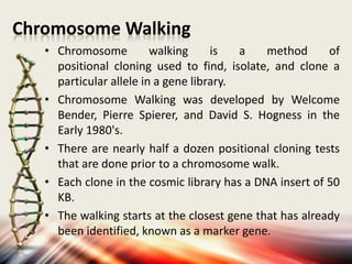 Chromosome walking | PPTX