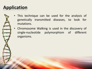 Chromosome walking | PPT