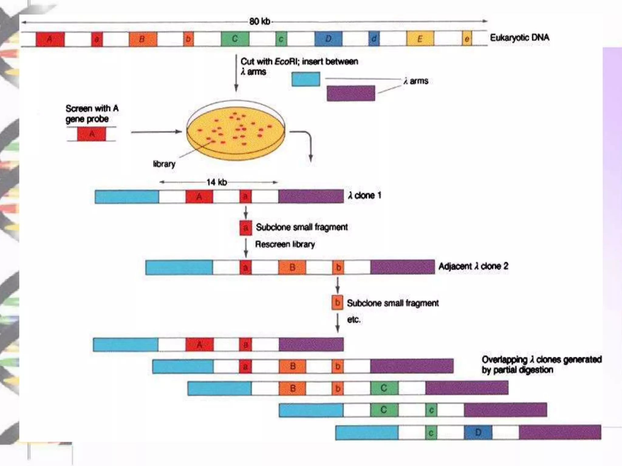 Chromosome walking | PPTX