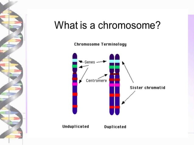 Chromosome walking | PPTX | Genetics | Science