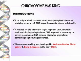 Chromosome walking | PPTX