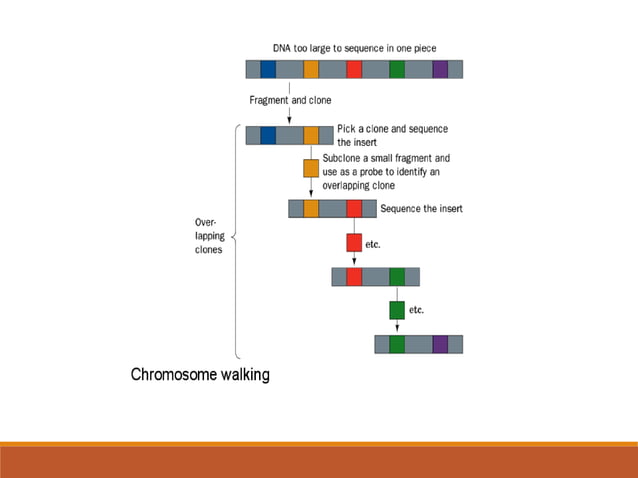 Chromosome walking.pptx