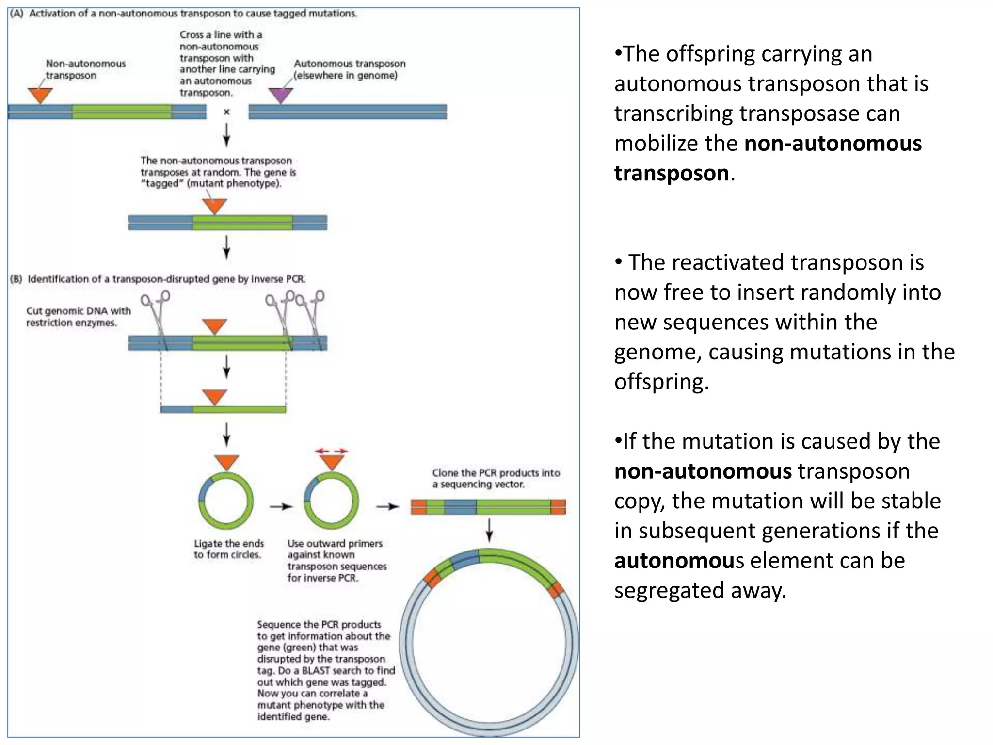 Chromosome walking jumping transposon tagging map based cloning | PPTX