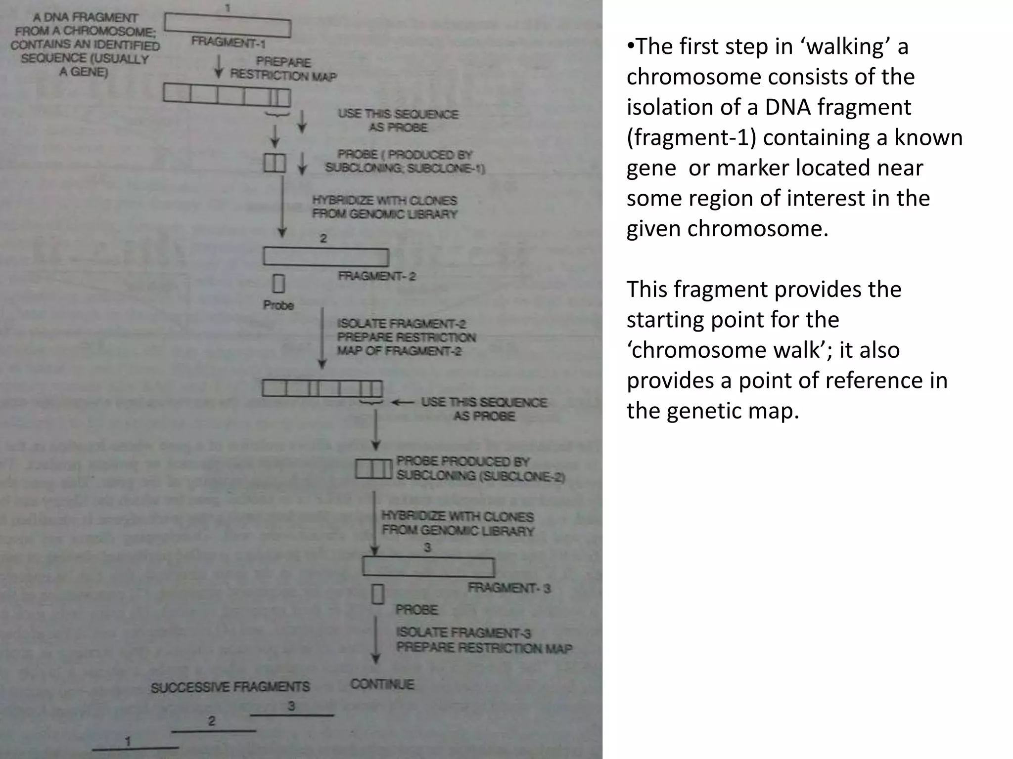 Chromosome walking jumping transposon tagging map based cloning | PPTX