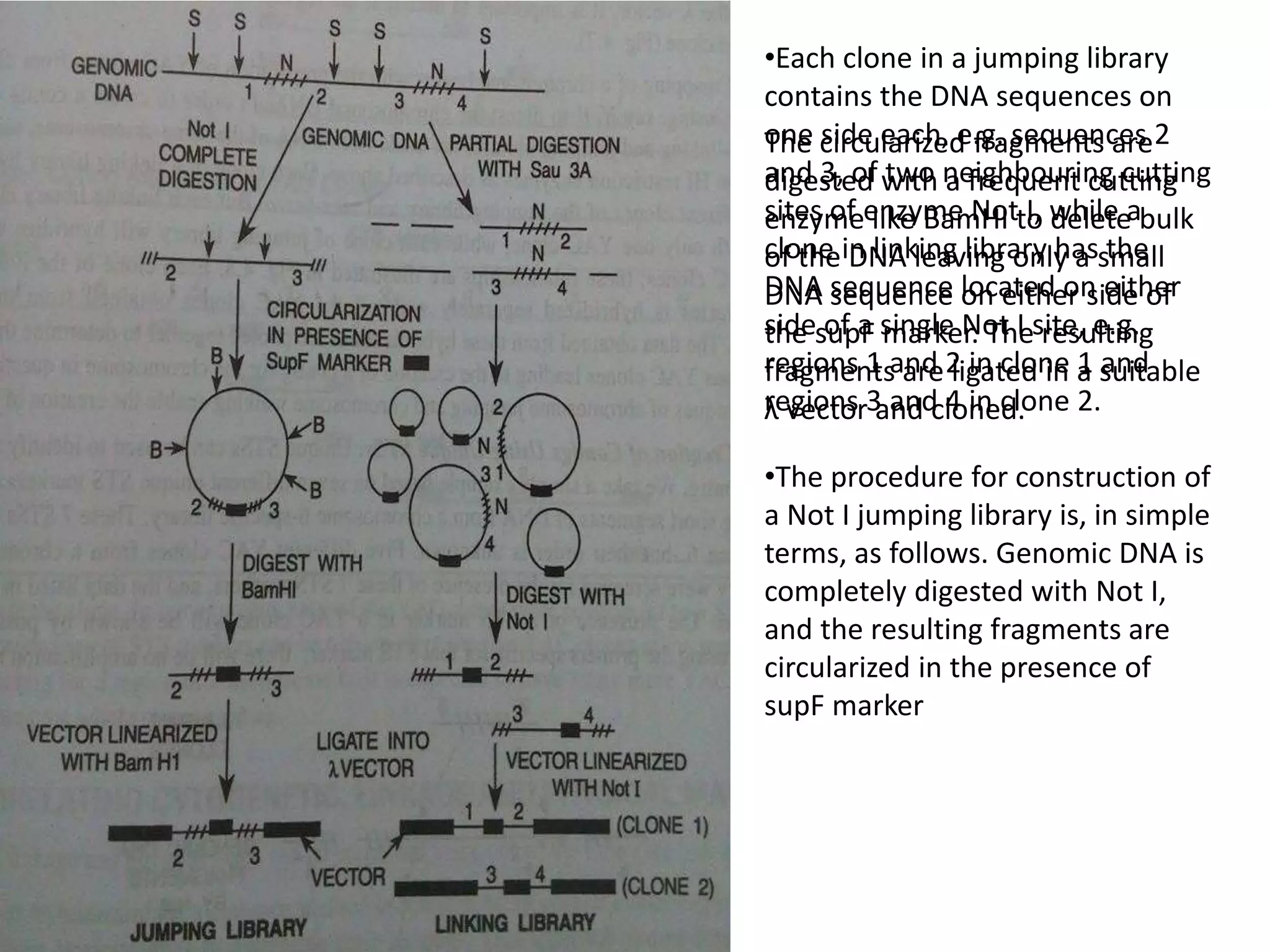 Chromosome walking jumping transposon tagging map based cloning | PPTX