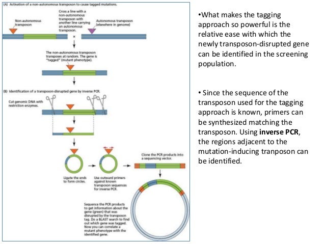 Chromosome walking jumping transposon tagging map based cloning