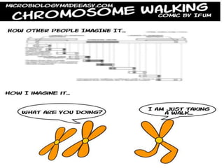 Chromosome walking | PPTX