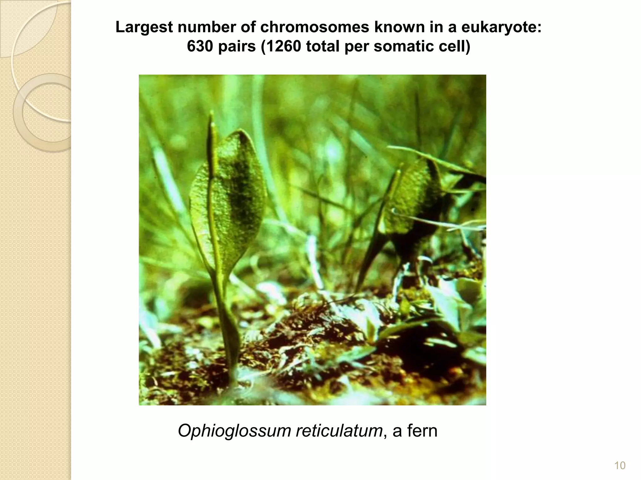 Chromsome, karyotype, and evolution | PPTX