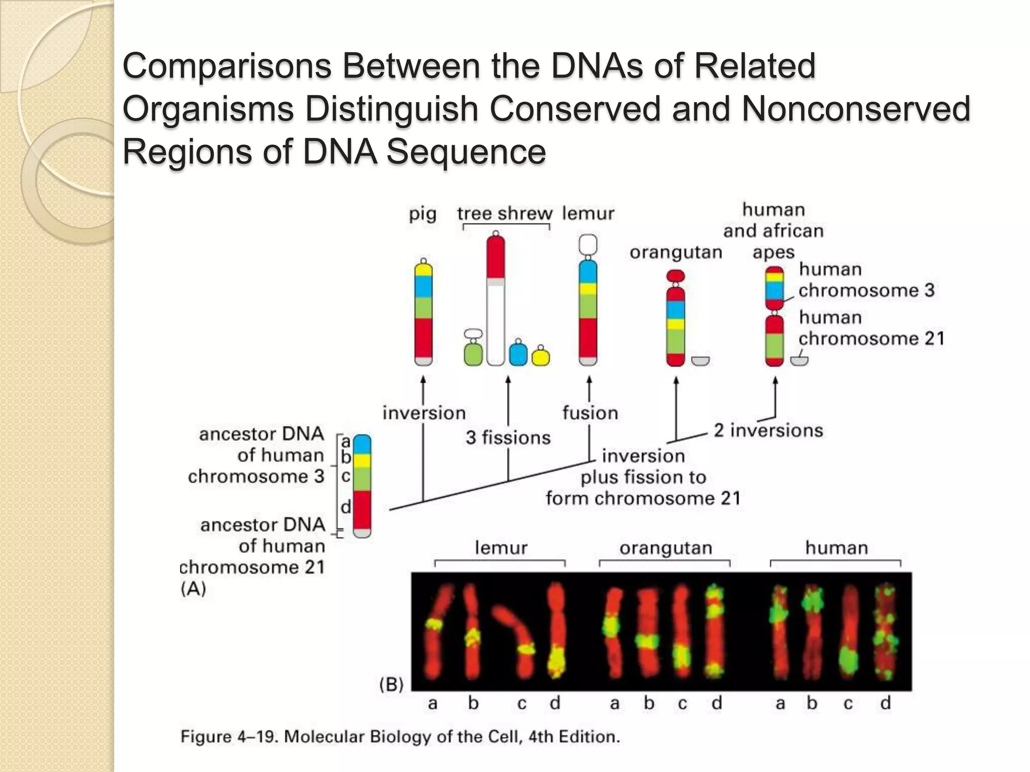 Chromsome, karyotype, and evolution | PPTX