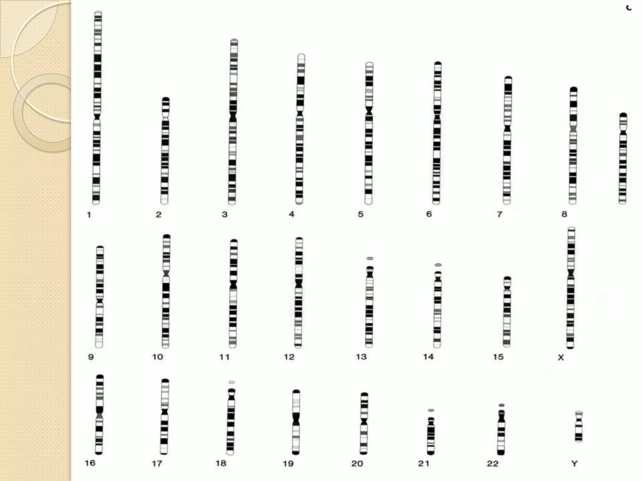Chromsome, karyotype, and evolution | PPTX