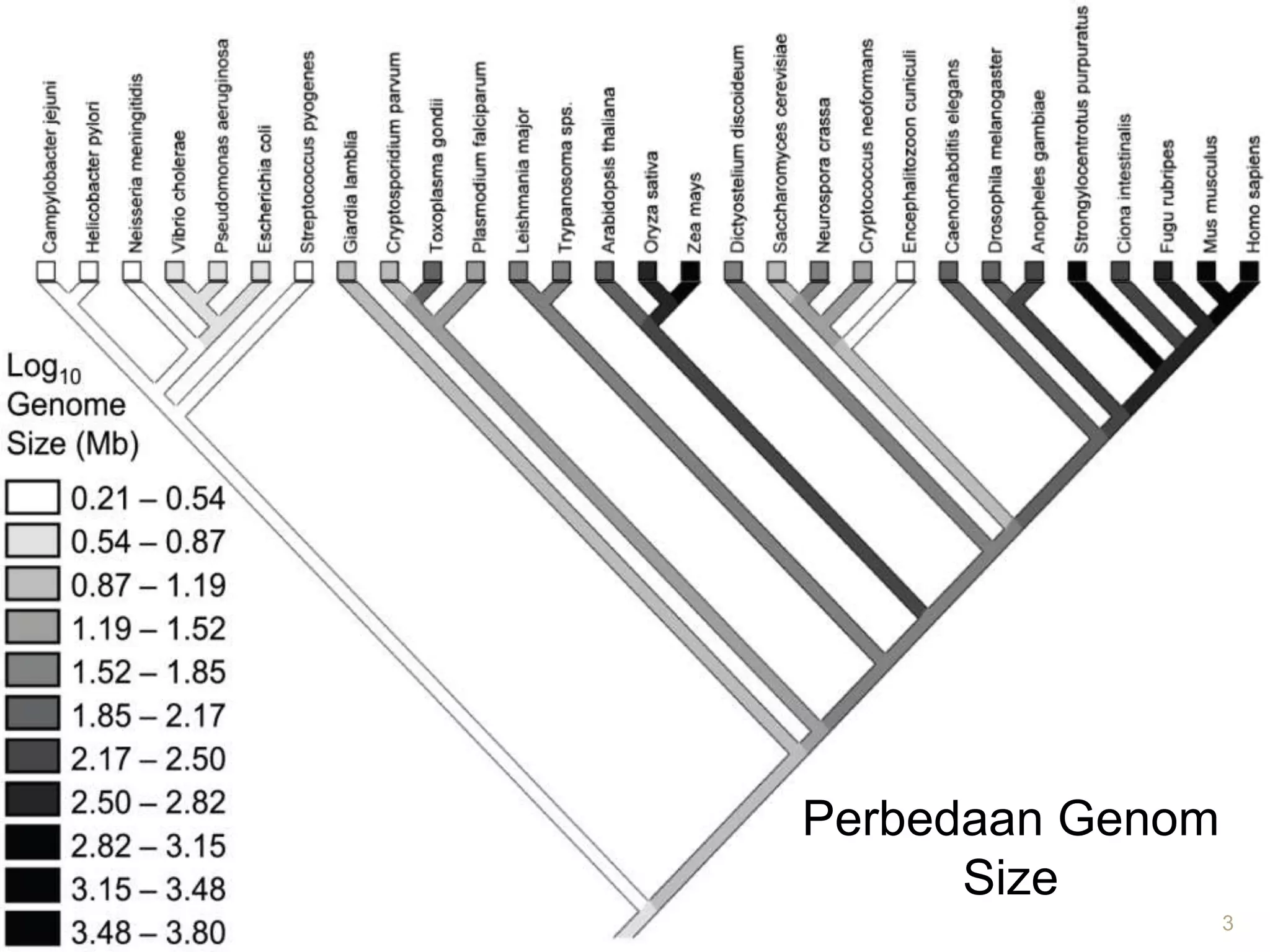 Chromsome, karyotype, and evolution | PPTX