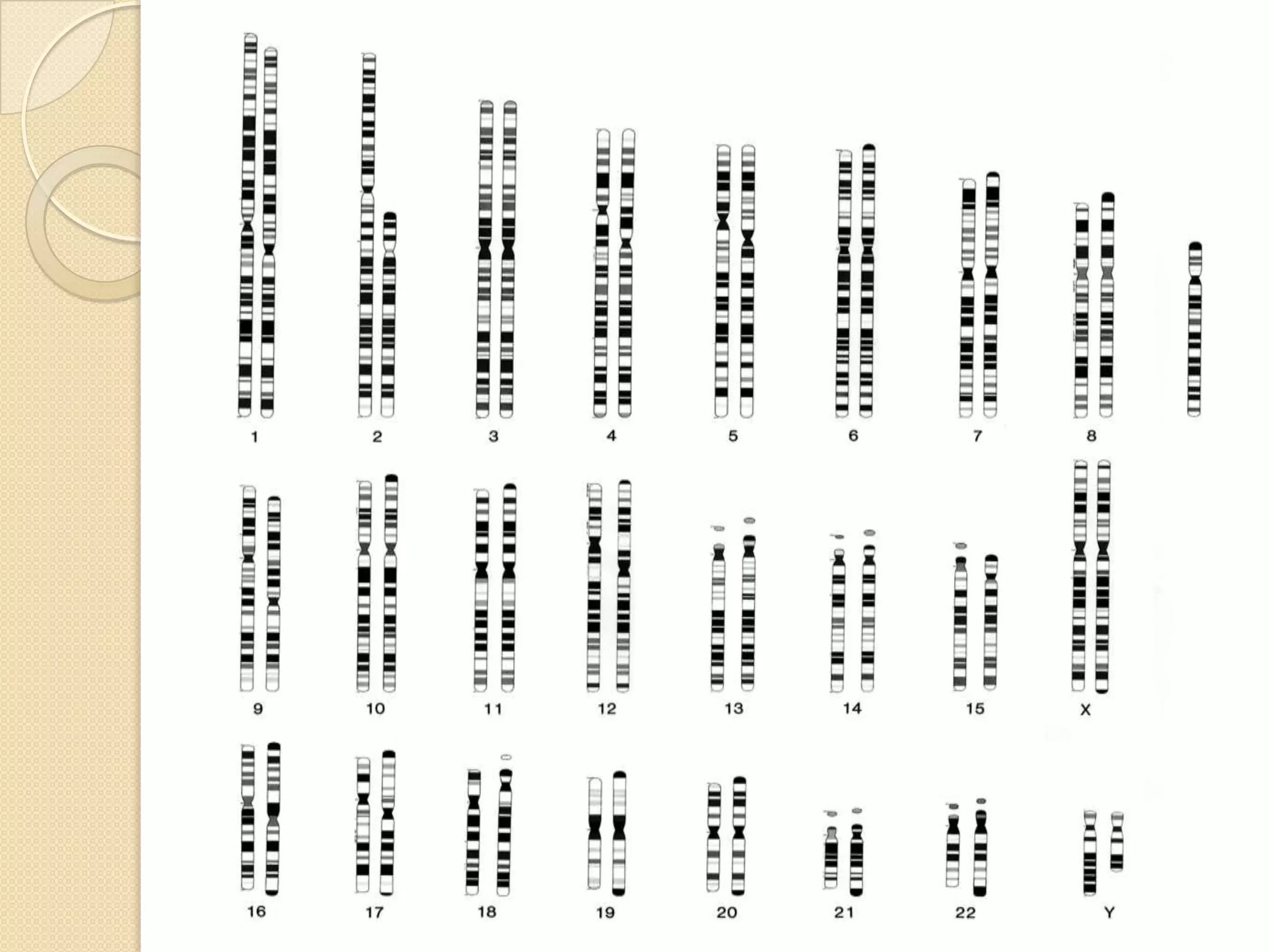 Chromsome, karyotype, and evolution | PPTX