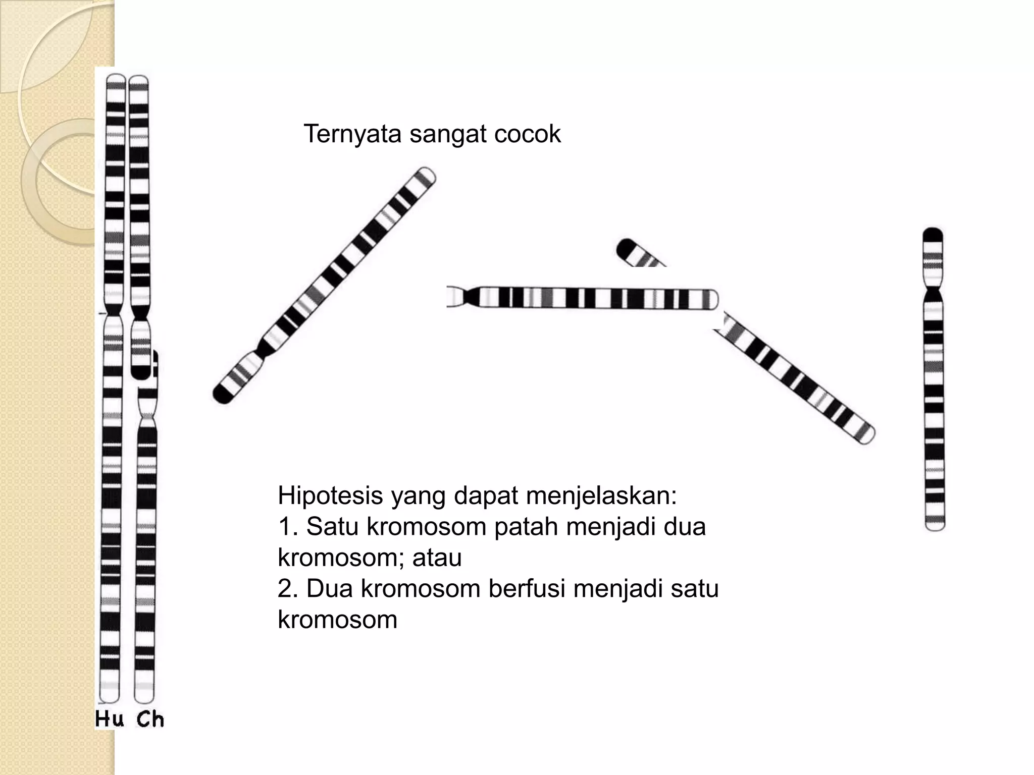 Chromsome, karyotype, and evolution | PPTX