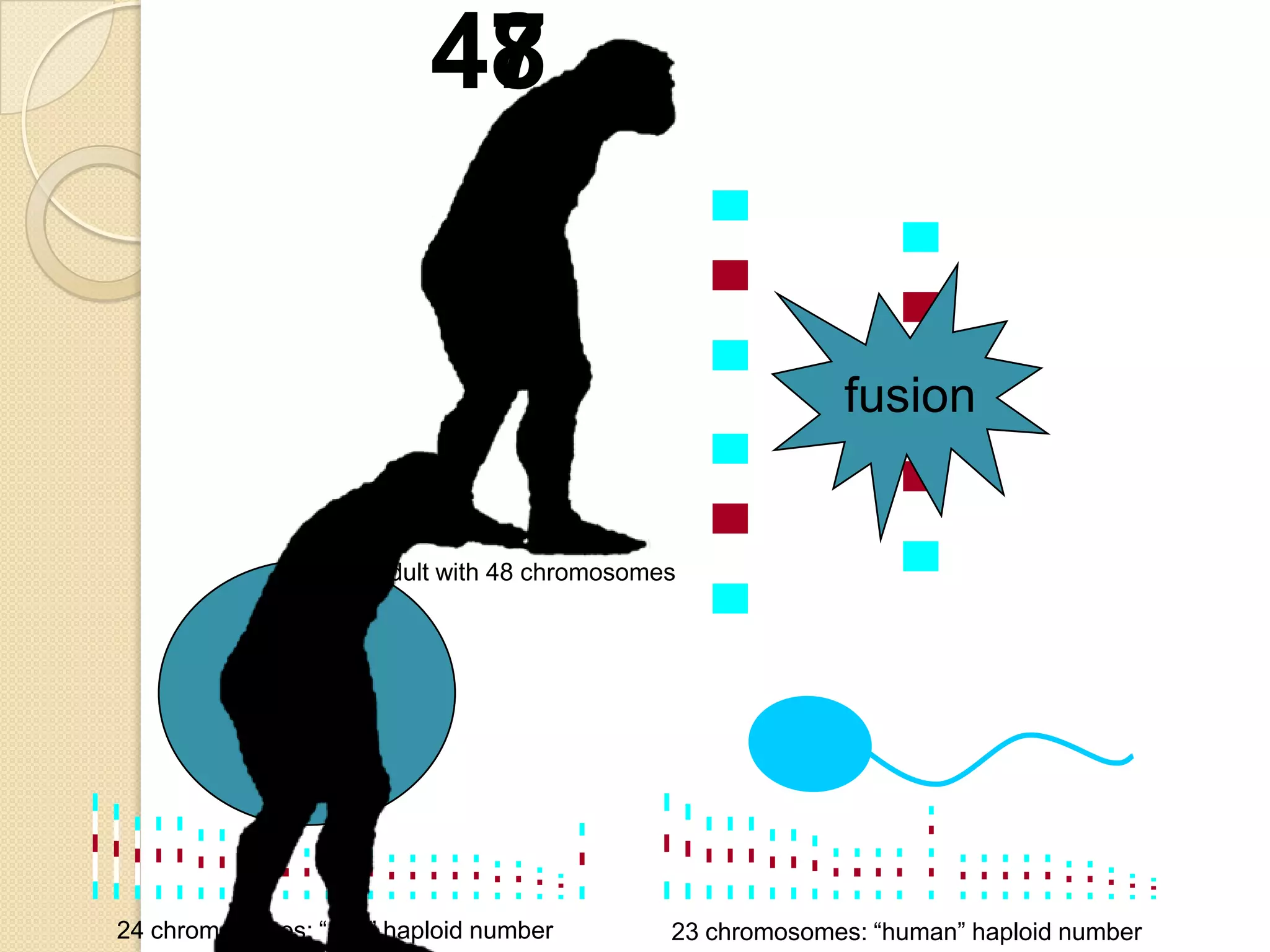 Chromsome, karyotype, and evolution | PPTX