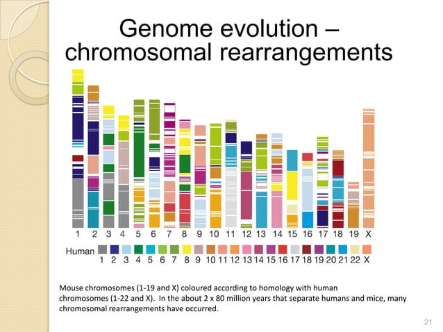 Chromsome, karyotype, and evolution | PPT