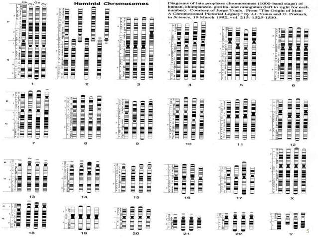 Chromsome, karyotype, and evolution | PPT