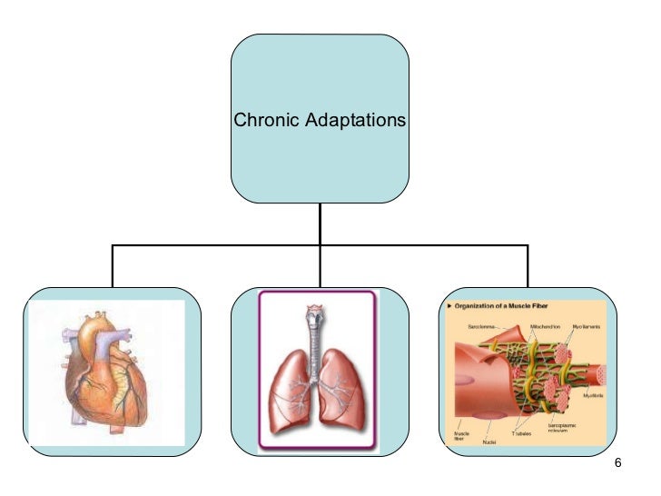 Chronic Adaptations To Training