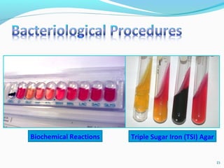 Chronic diarrhoea & dysentry (final) | PPT