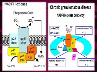 Chronic Granulomatous Disease Nadph Oxidase