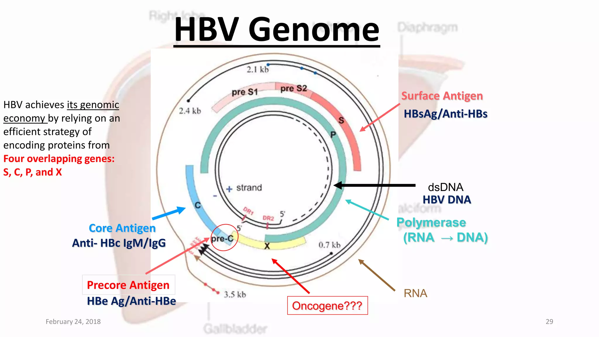 Chronic hepatitis b | PPTX