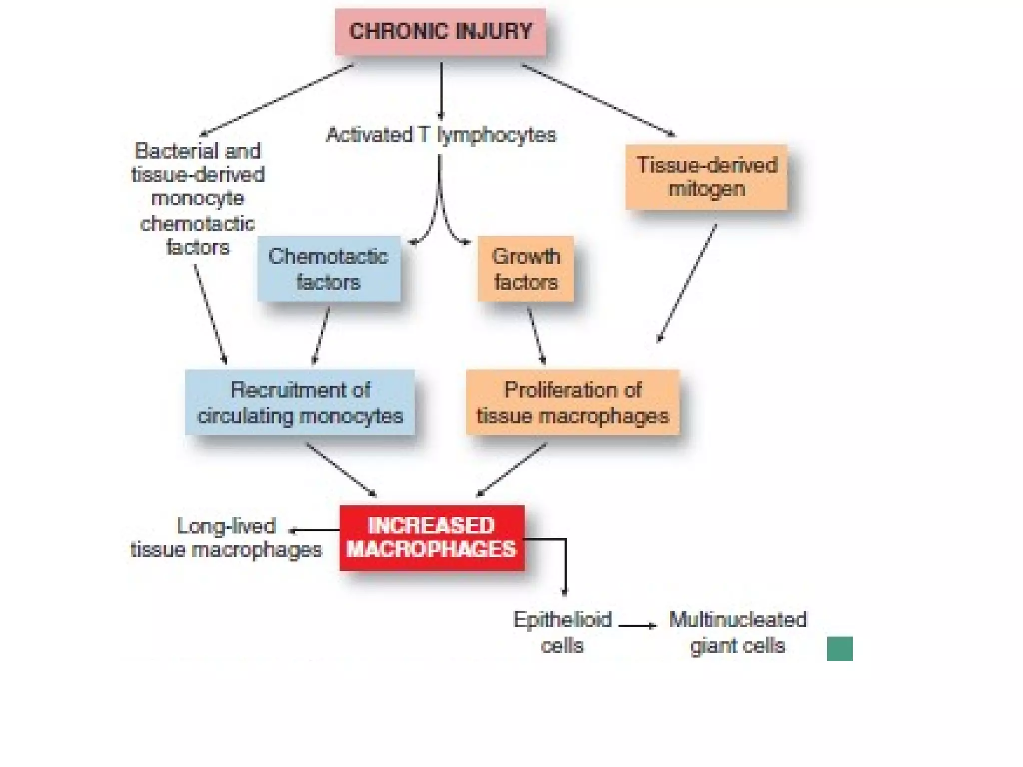Chronic inflammation | PPT