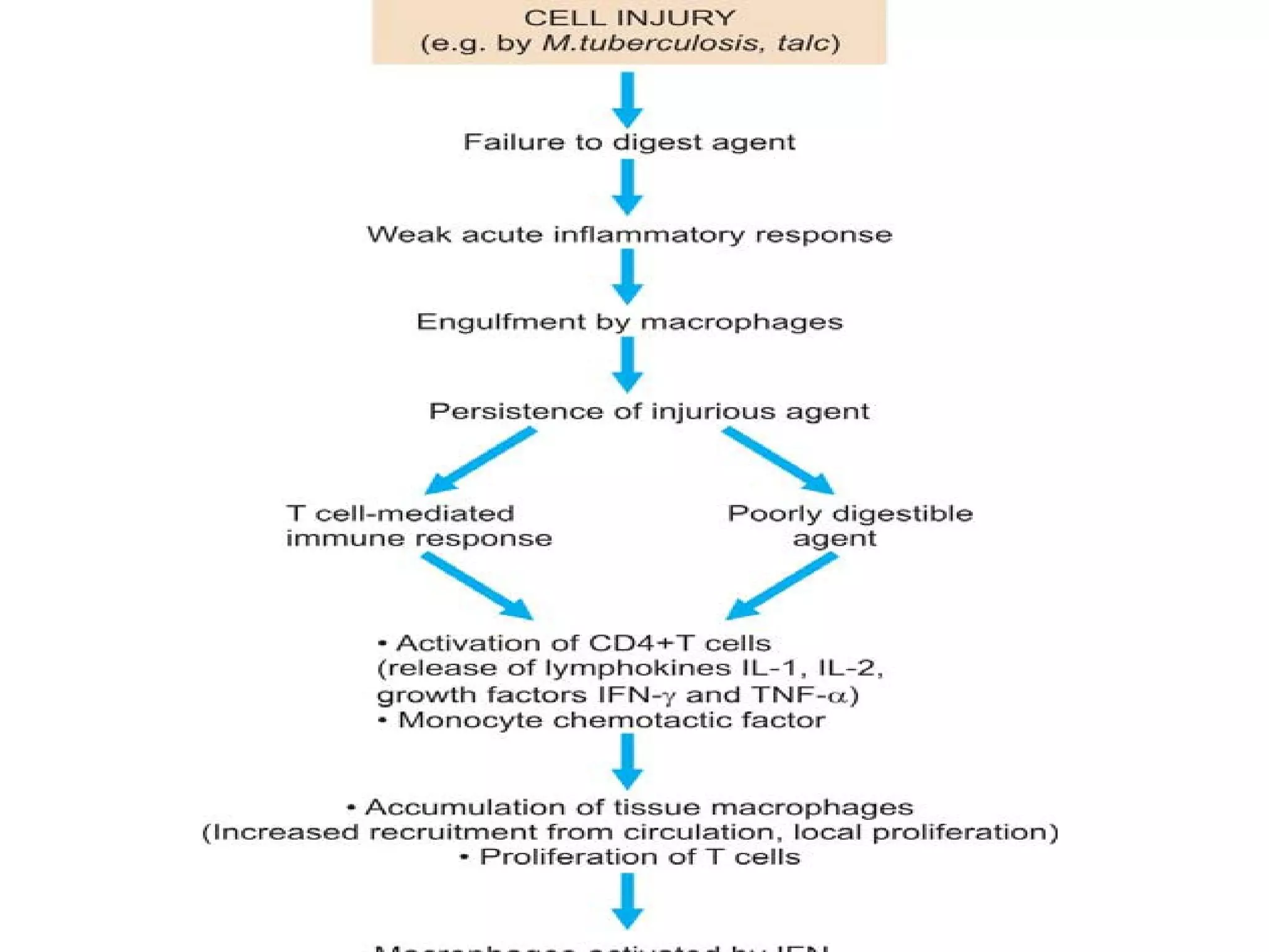 Chronic inflammation | PPT