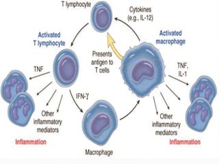 Chronic inflammation ppt | PPTX