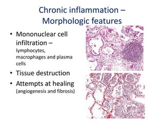 Chronic inflammation.pptx