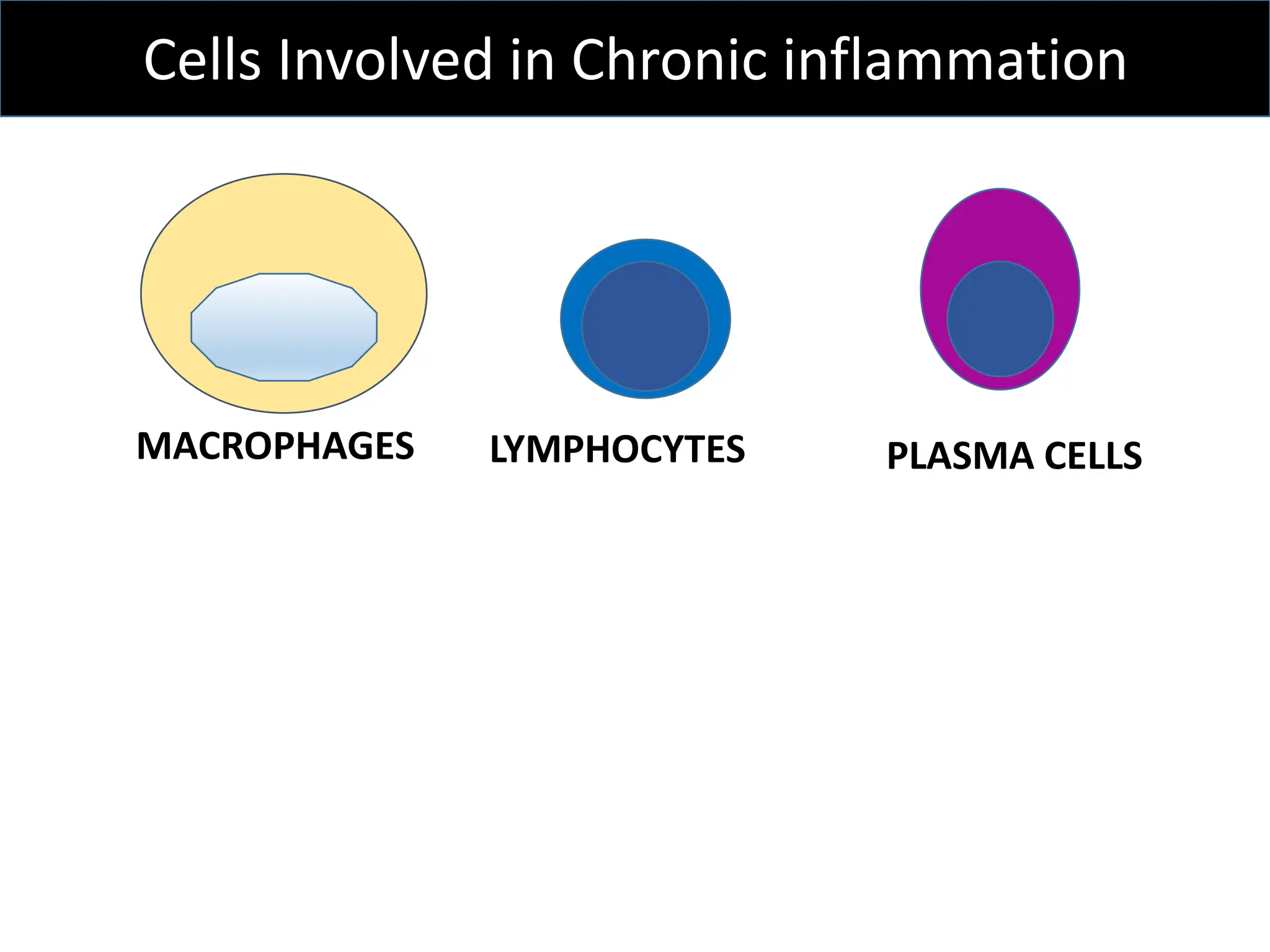 chronic inflammation.pdf