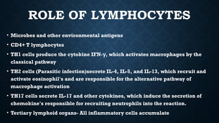 Lymphocytes and Chronic Inflammation.pptx