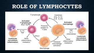 Lymphocytes and Chronic Inflammation.pptx