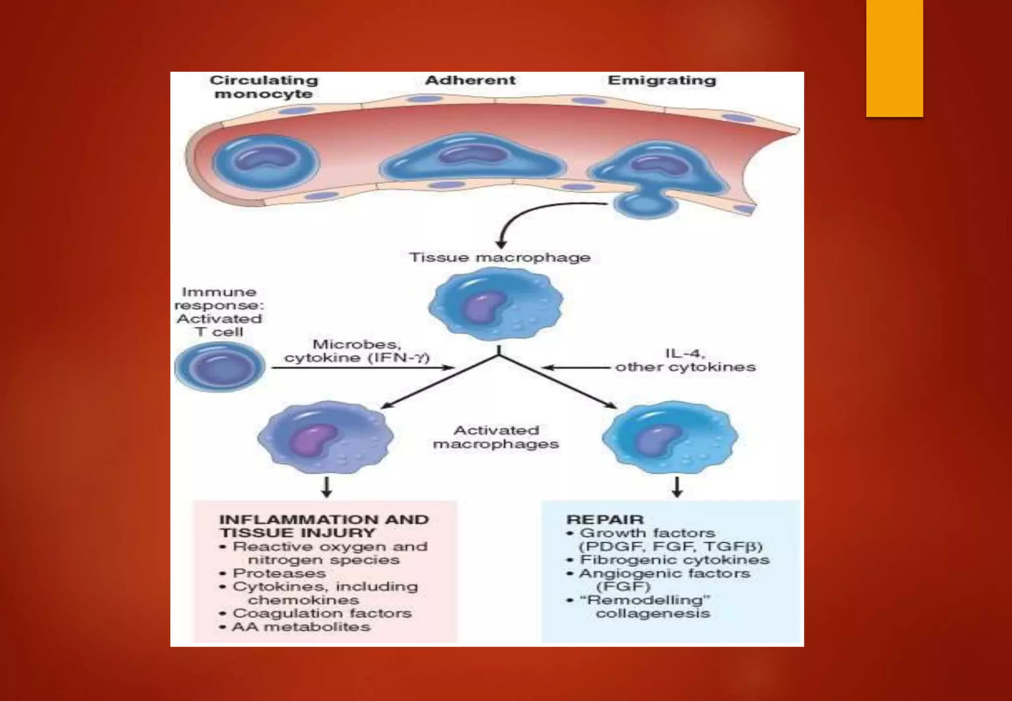 Chronic inflammation | PPTX