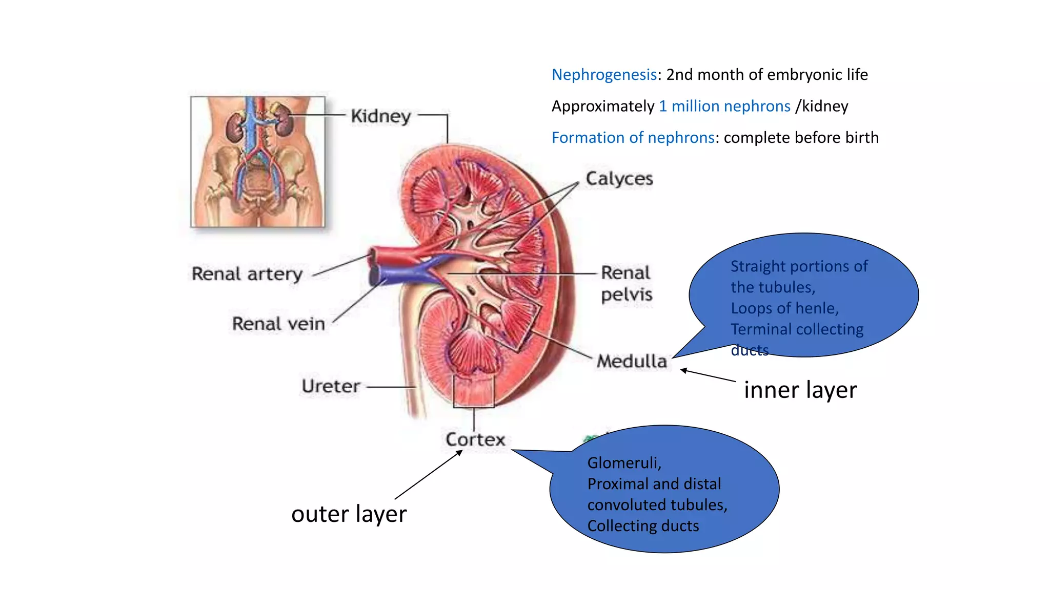 chronic kidney disease.pptx