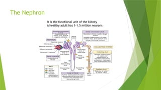 CHRONIC KIDNEY DISEASE.pptx............. | PPTX