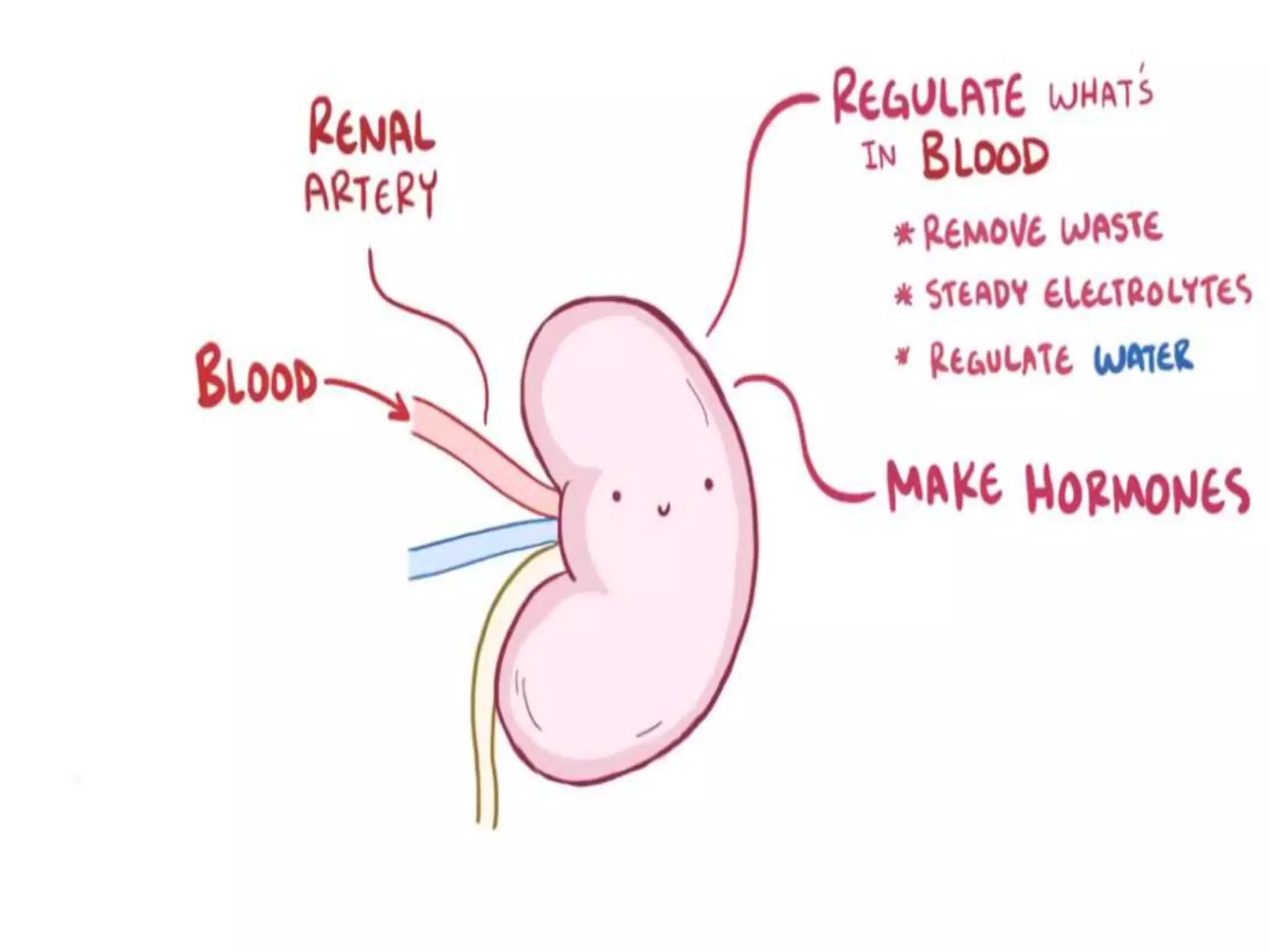 Chronic kidney disease and esrd(end stage renal disease | PPTX