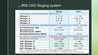 Chronic kidney disease in Dog and their management | PPTX