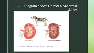 Chronic kidney disease in Dog and their management | PPTX
