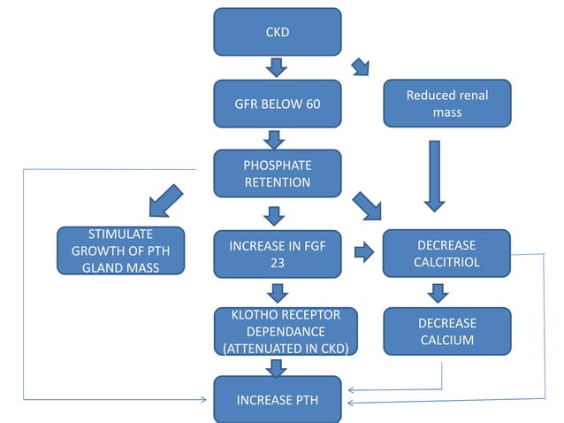 CKD : MBD Metabolic Bone Disease | PPTX | Endocrine and Metabolic ...