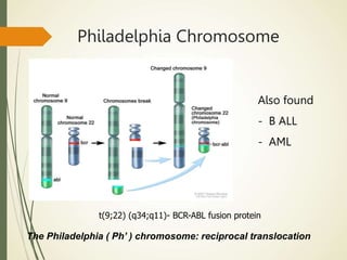Chronic leukemias basic overview .ppt