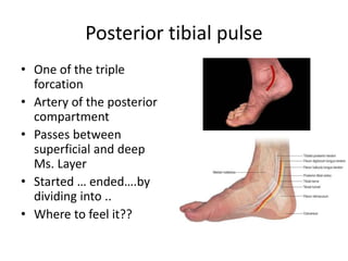 Chronic limb ischemia by Muhamad Fathy (MD) | PPTX