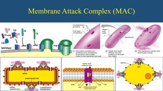 Chronic multiple Oral ulcers | PPTX