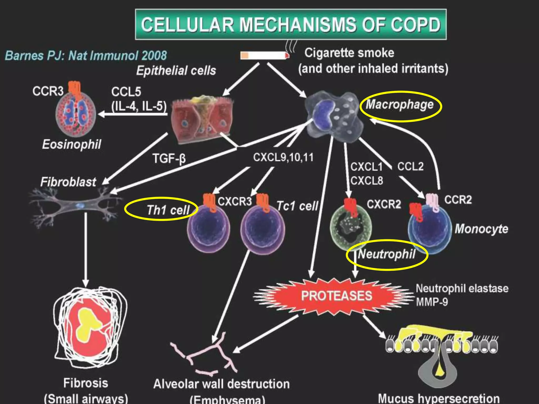 Chronic obstructive airway disease (coad) | PPTX