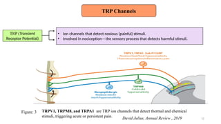 chronic pain , addiction neuropathic pain.pptx