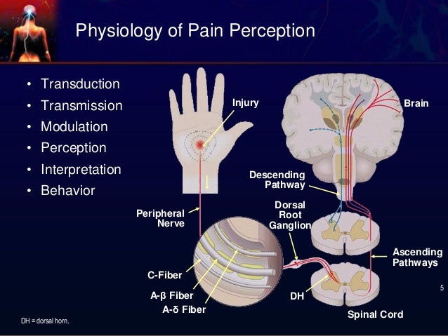 Chronic Pain as a Disease State