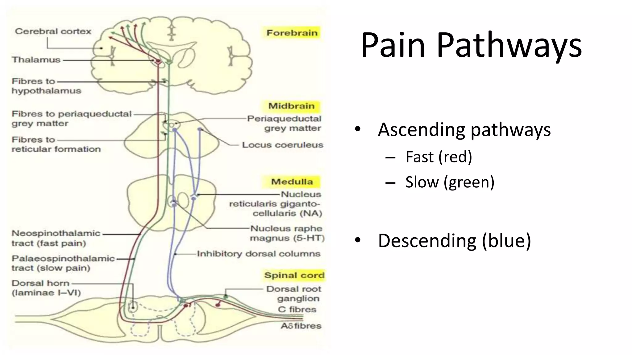 CHRONIC PAIN AND DEPRESSION: Cause or Effect or Linked? | PPTX