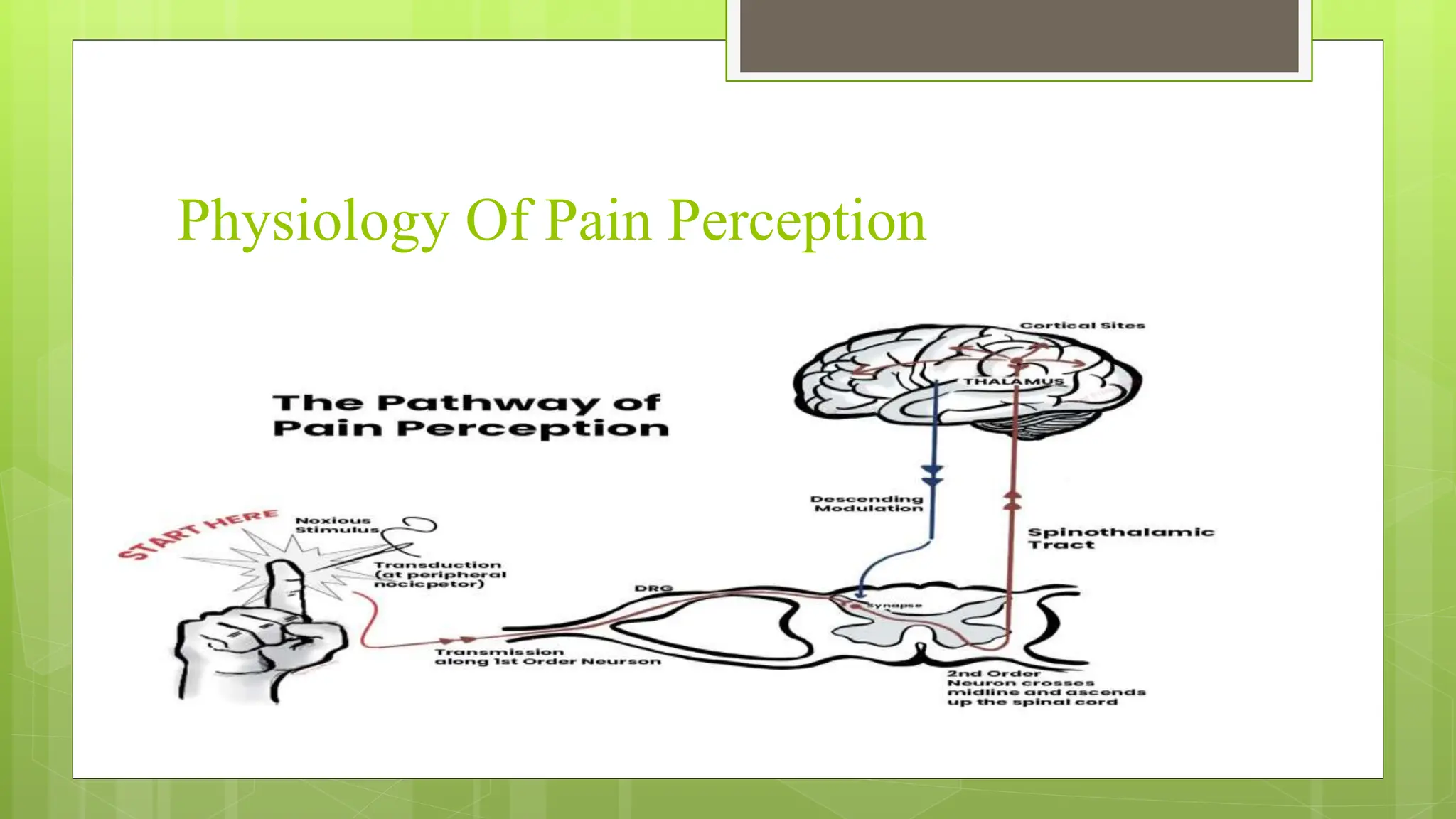 Chronic Pain management presentation ppt | PPTX