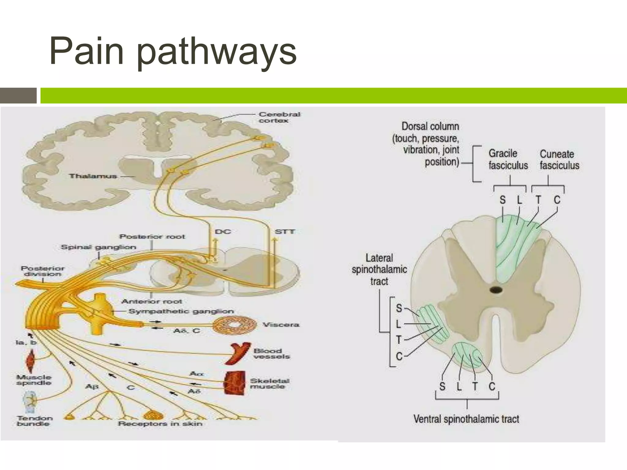 Chronic pain management | PPT